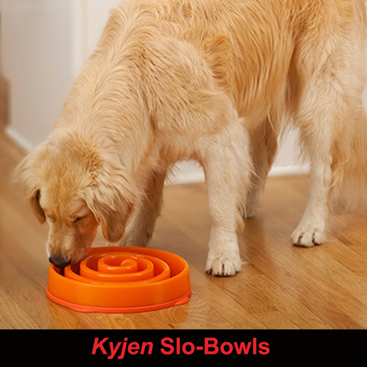 Slow Feeder Colorado Dog Gifts Struttin Pup Lafayette Colorado Gift Ideas 1